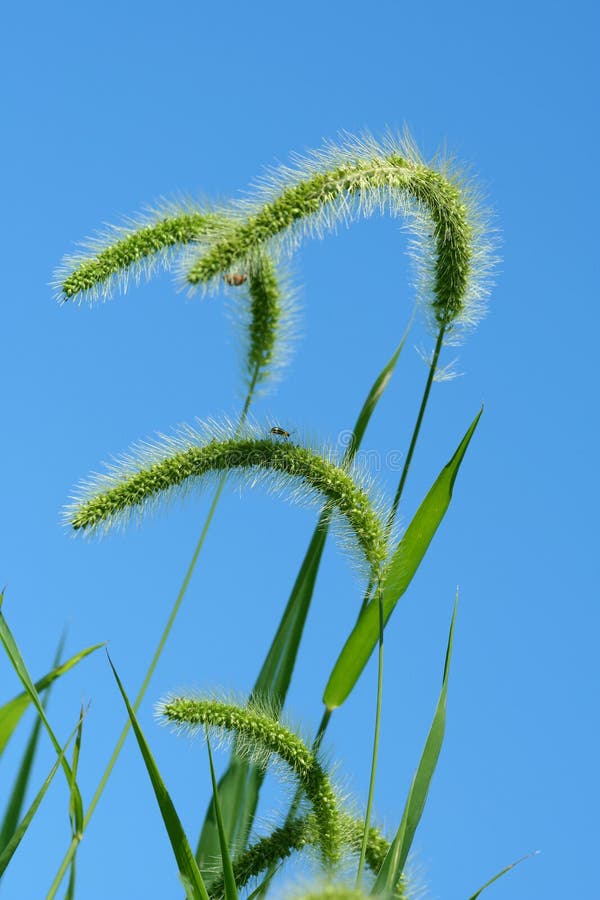 Giant Foxtail Weeds Against a Blue Sky Stock Photo - Image of grass ...