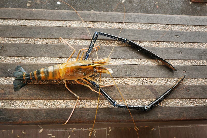 Fresh Blue Claw Shrimp Stock Photos - Download 524 Royalty Free Photos