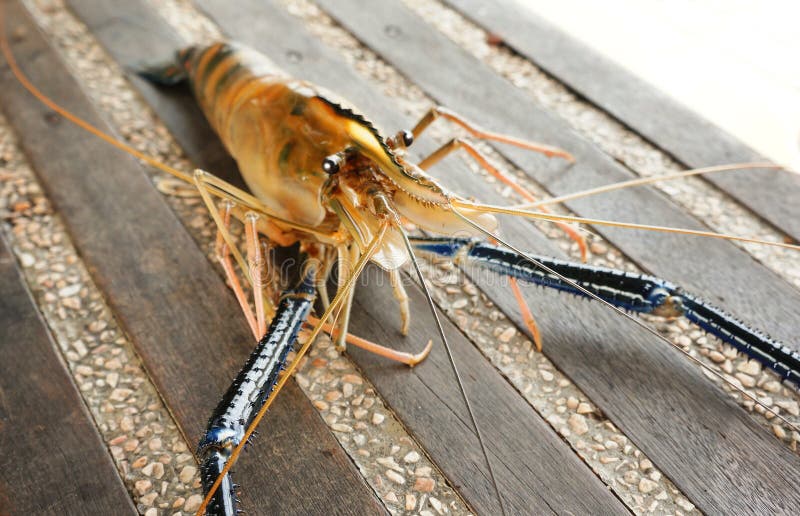 Fresh Blue Claw Shrimp Stock Photos - Download 524 Royalty Free Photos