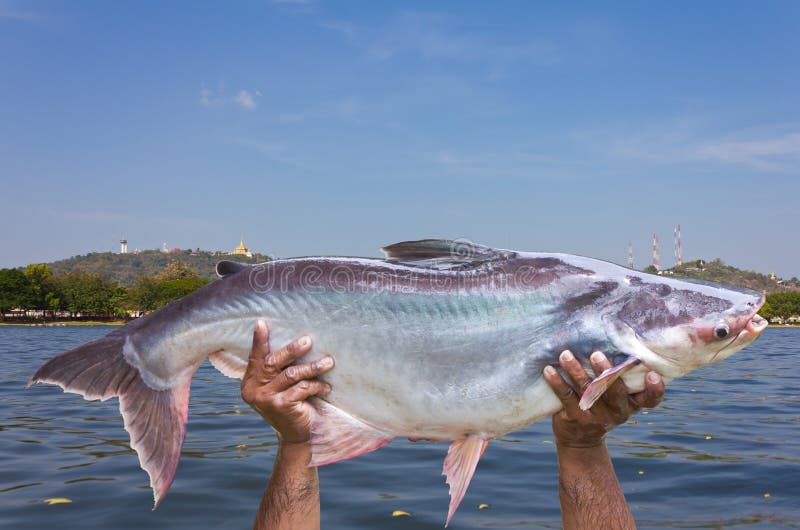 Giant freshwater fish stock photo. Image of environment - 33681770