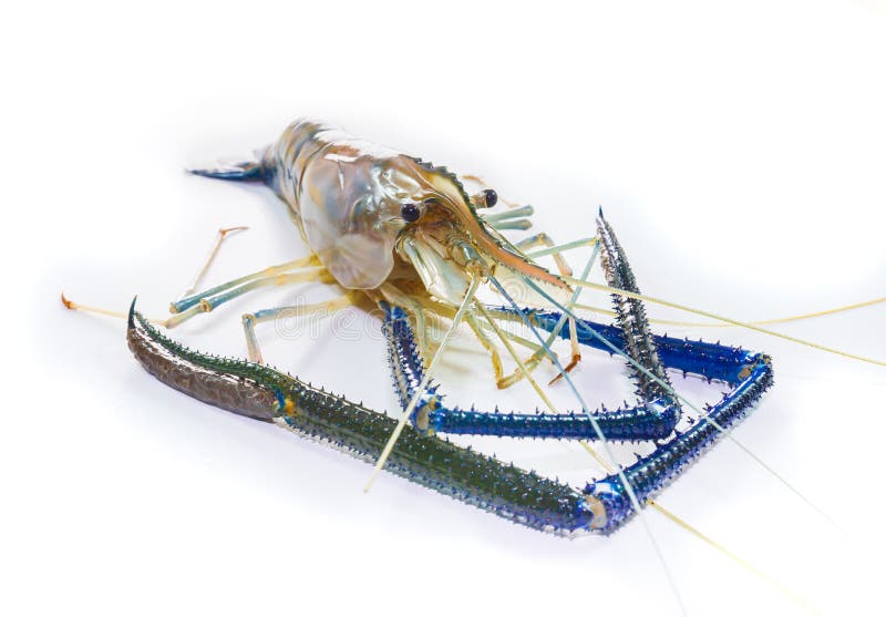 161 Blue Giant Freshwater Prawn 001 Stock Photos - Free & Royalty-Free ...