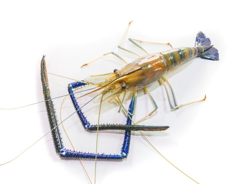 161 Blue Giant Freshwater Prawn 001 Stock Photos - Free & Royalty-Free ...