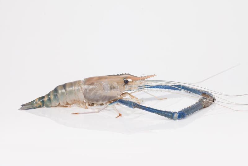 X-ray of Head Isolated and Symbol Sex Inside. Stock Image - Image of ...