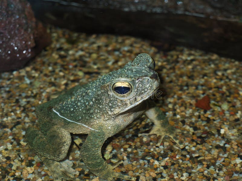 Giant Frog stock image. Image of green, wildlife, nature - 17726483