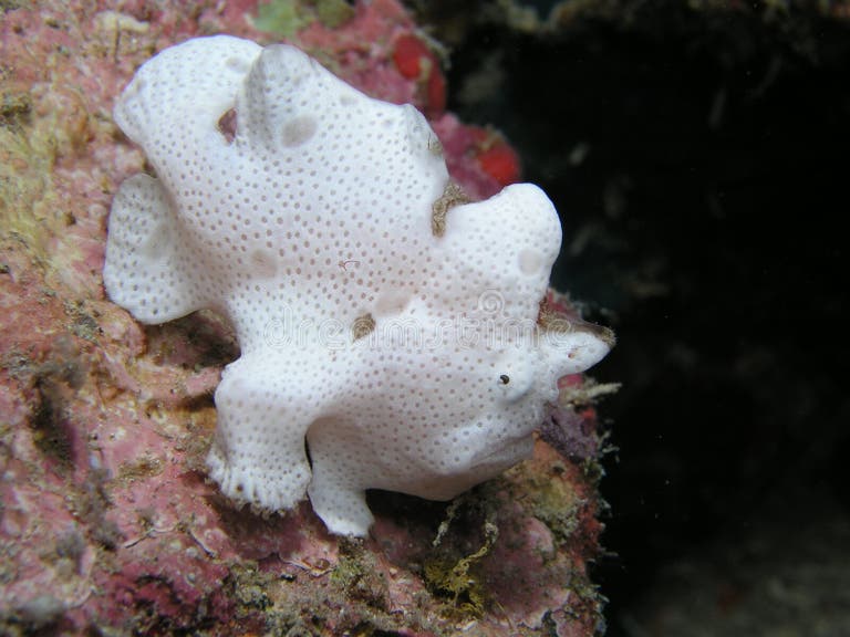 2,589 Giant Frog Deviantart Stock Photos - Free & Royalty-Free Stock ...