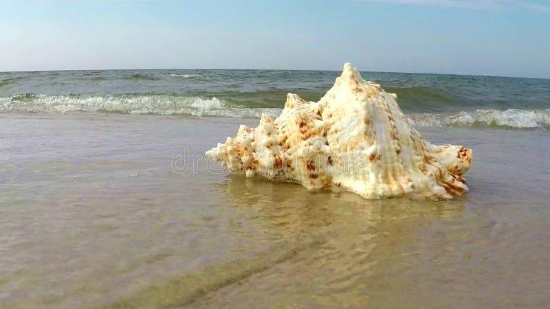 Giant Frog Shell on a Beach Stock Video - Video of paradis, vacancy ...