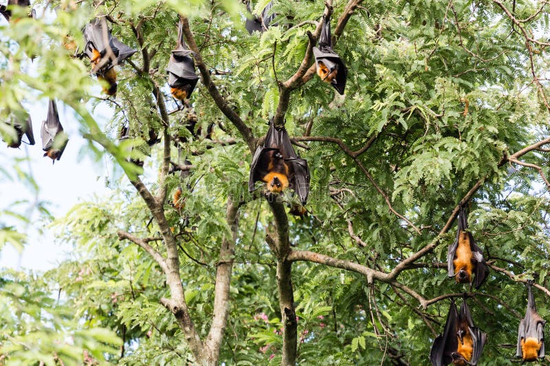 Giant fruit bat stock image. Image of outback, colony - 44423259