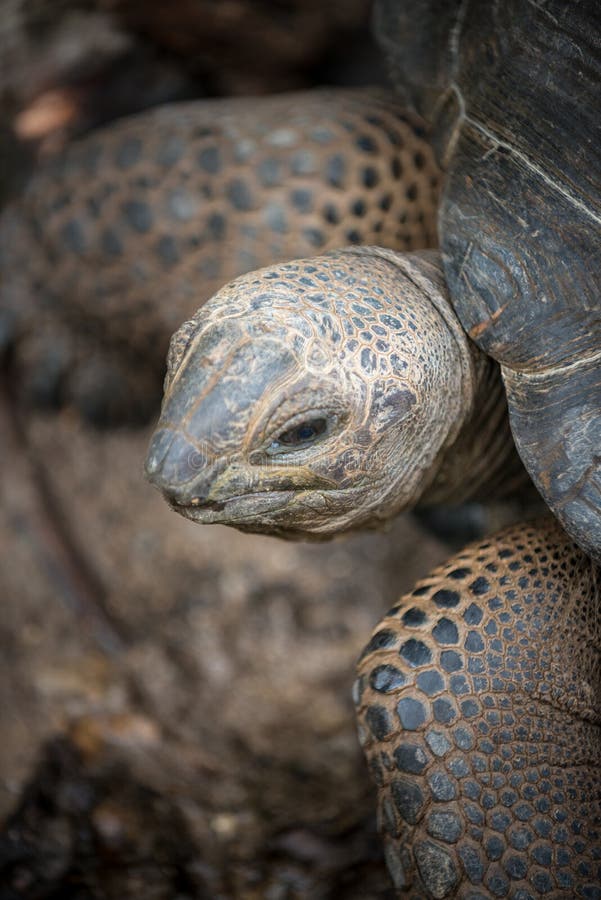 Giant Galapagos Tortoise Head Up Close Vertical Composition Stock Image ...
