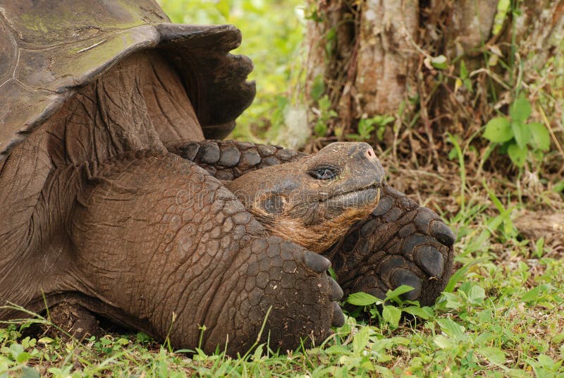 46,785 Tortoise Photos - Free & Royalty-Free Stock Photos from Dreamstime