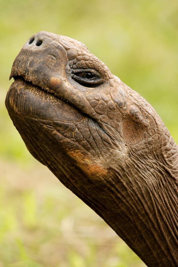 Giant Galapagos Tortoise with Wrinkled Neck Stock Image - Image of ...