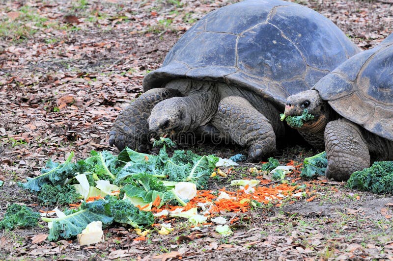 Giant Galapagos Tortoises Eating Stock Image - Image of galapagos ...