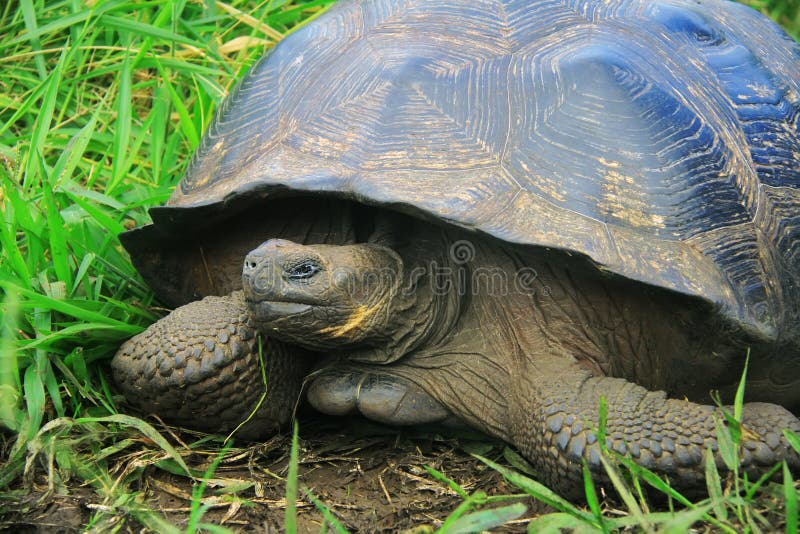 A giant Galapagos turtle stock photo. Image of ancient - 27684766