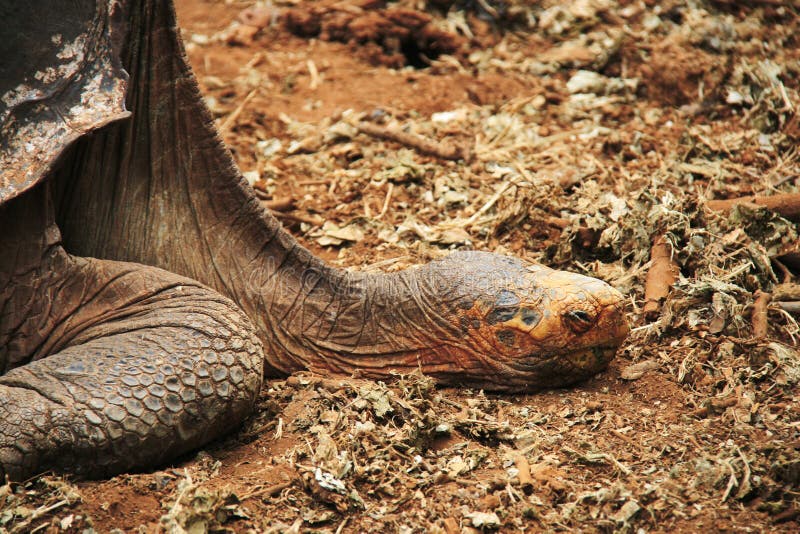 A giant Galapagos turtle stock image. Image of evolution - 27685293
