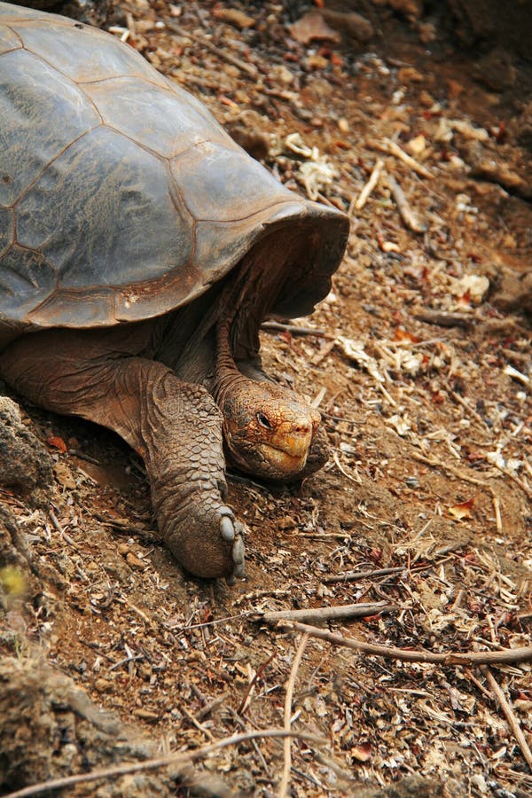 A giant Galapagos turtle stock image. Image of front - 27685305