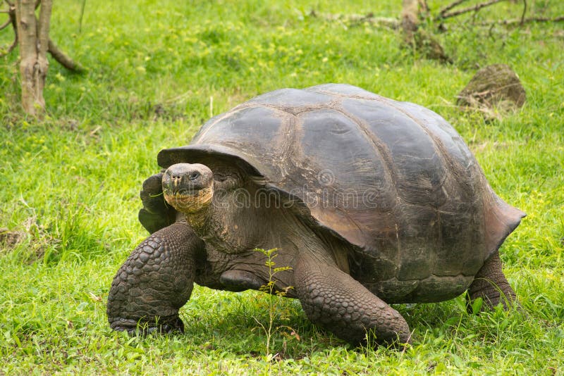 Giant Galapagos Turtle, Ecuador, South America Stock Photo - Image of ...