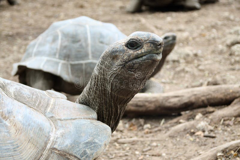 Giant Galapagos turtles stock image. Image of head, look - 9754183