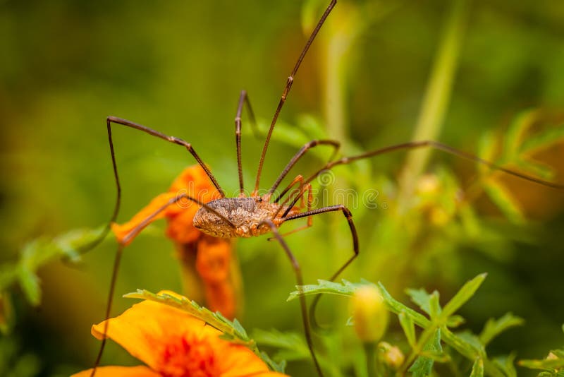 Giant garden spider stock photo. Image of danger, detail - 43038014