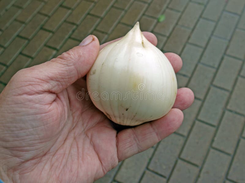 Giant garlic clove stock image. Image of hand, garlic - 20867749
