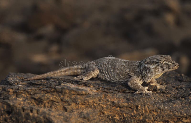 Giant gecko stock image. Image of cape, island, branco - 12873457