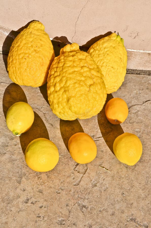 Giant Genetically Modified Lemons Stock Image - Image of genetically ...