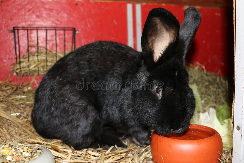 A Giant German Rabbit Sits in the Stall and Eats Stock Image - Image of ...