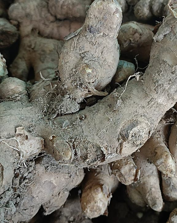 Giant ginger stock photo. Image of rock, wood, soil - 269641906