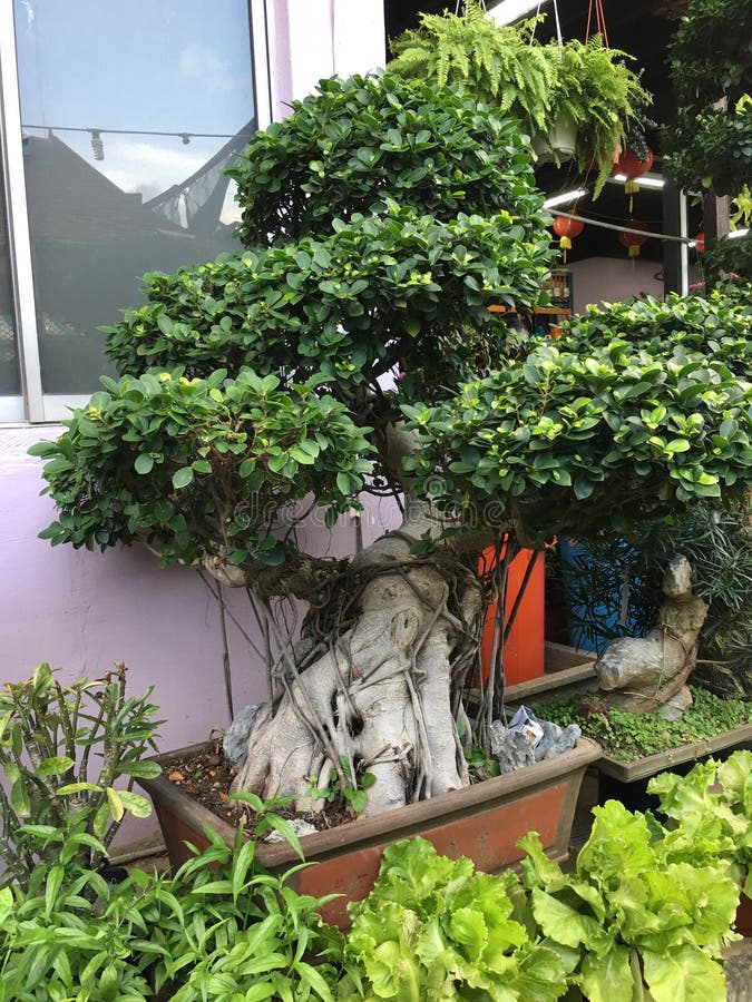 Giant Ginseng Ficus Bonsai Plant Stock Image - Image of ginseng, giant ...