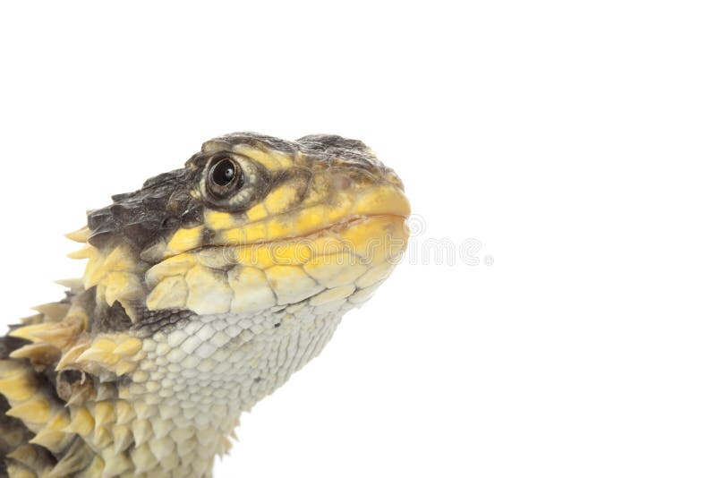 Warren girdled lizard stock photo. Image of warren, girdled - 30362968