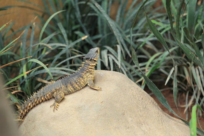 Sungazer, Giant Girdled Lizard or Giant Dragon Lizard or Giant Zonure ...