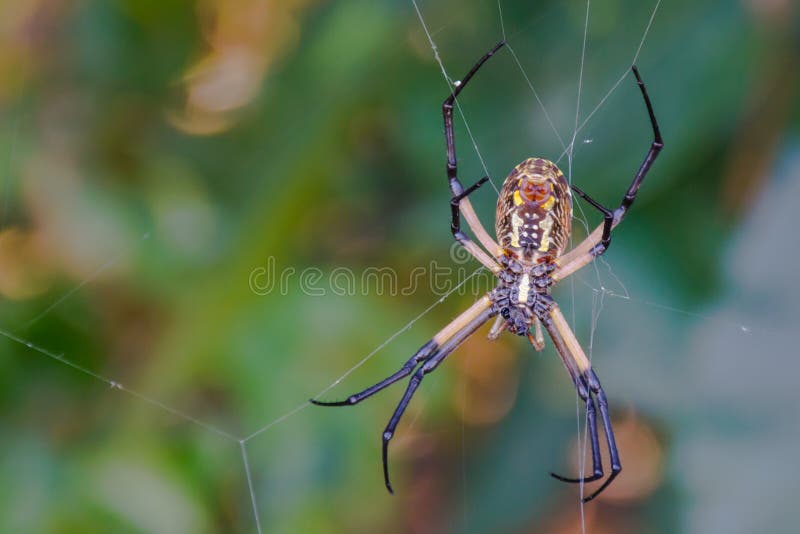 Giant Golden Orb Weaver Spider Stock Image Image Of Leaf Silk 182924275