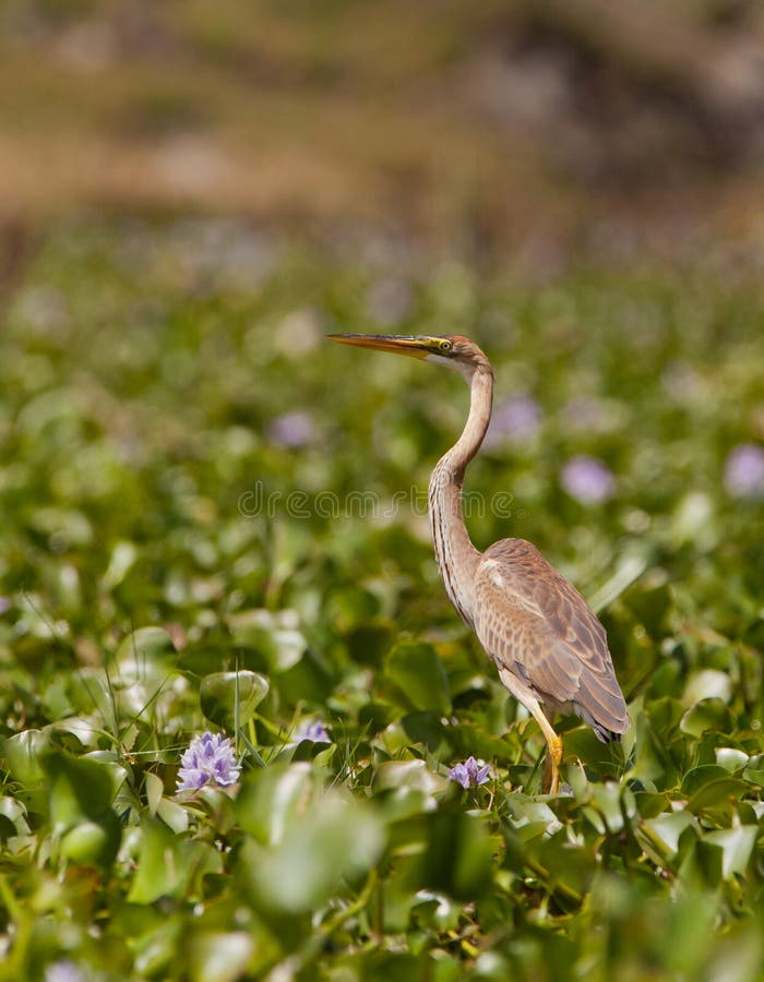 The giant: Goliath Heron stock photo. Image of ardea - 24175666