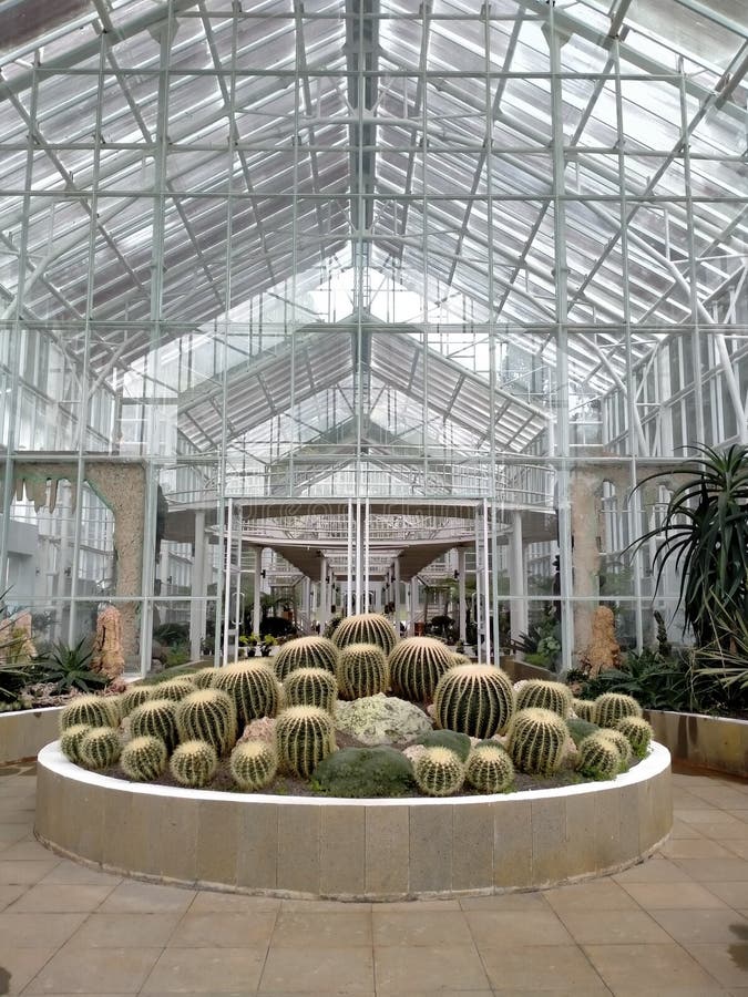 A Giant Gorgeous Cactus editorial photo. Image of giant - 262632786