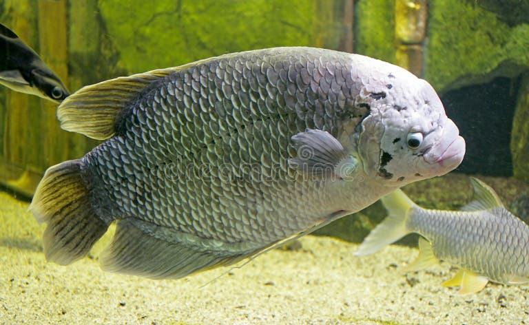 Giant Gourami 1 stock photo. Image of animal, river, coldblooded - 2657068