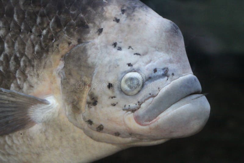 Giant gourami stock image. Image of goramy, wild, pond - 12462879
