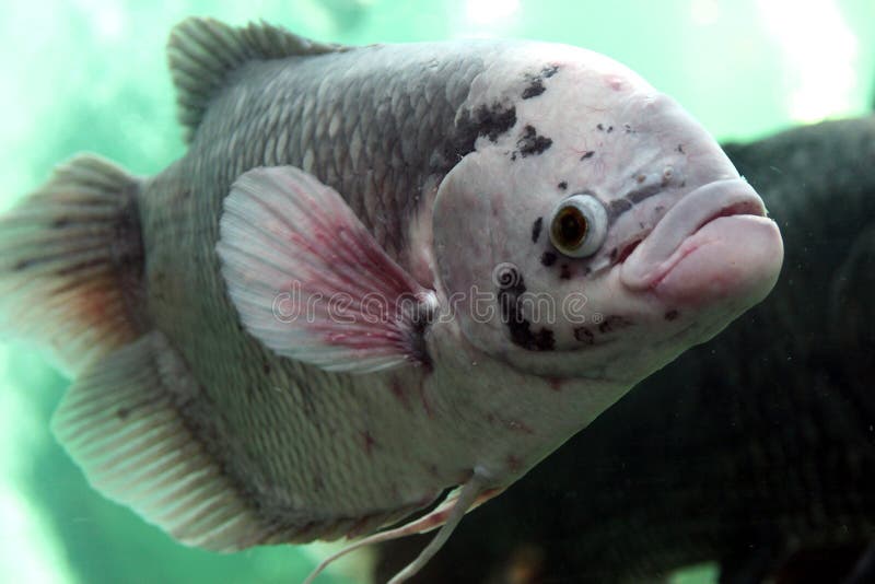 Giant gourami stock image. Image of wildlife, natural - 30219371