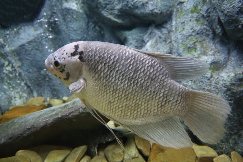 The Giant Gourami fish stock image. Image of outdoors - 277086709