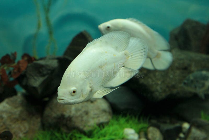 Two Giant Gourami Fish Swimming in Aquarium Stock Photo - Image of fish ...