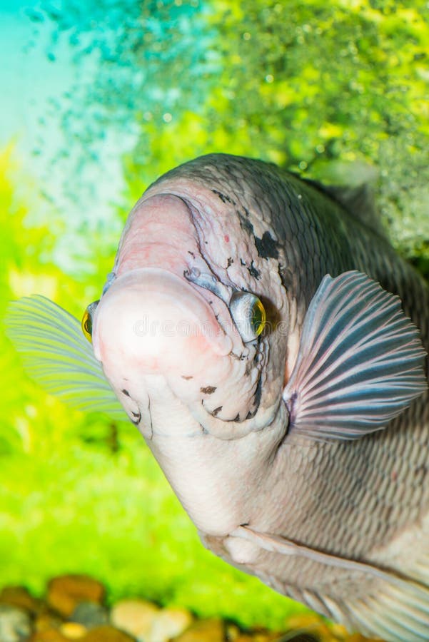Giant Gourami Fish in the Water Stock Photo - Image of face, tank ...