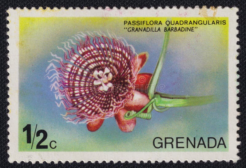 Giant Granadilla Passiflora Quadrangularis Flower on a 1975 Grenada ...