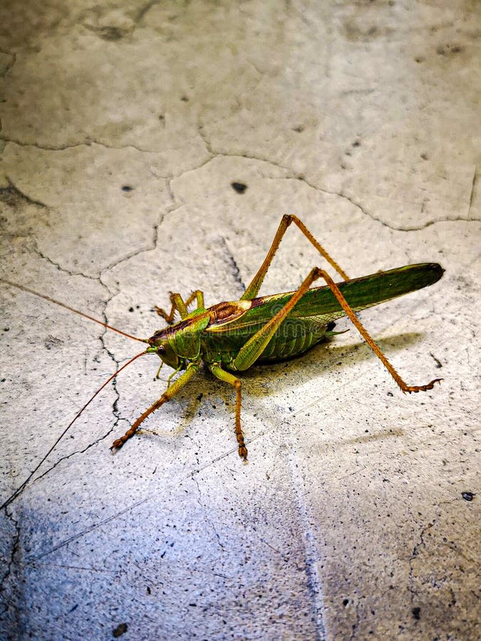 Giant Grasshopper stock photo. Image of black, antenna - 26641660