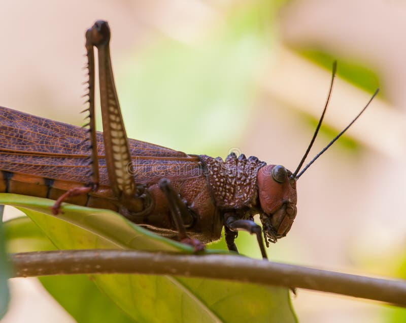 Giant grasshopper stock image. Image of closeup, bush - 69764297