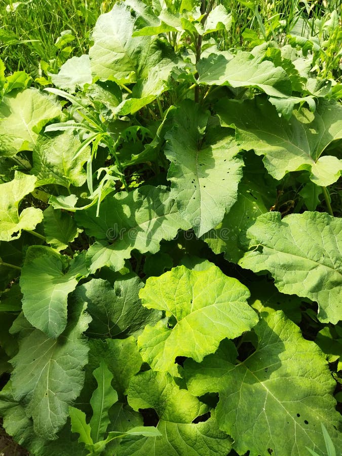 Giant Green Burdock stock photo. Image of green, giant - 222184748