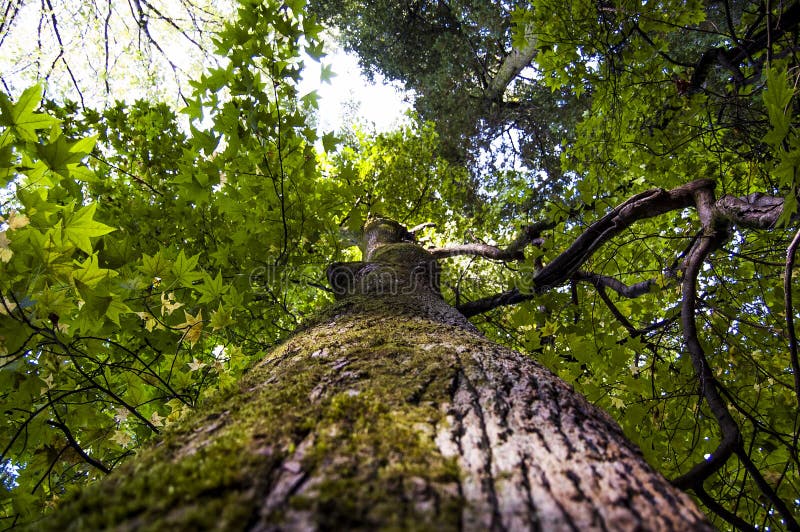 Giant green maple stock image. Image of oregon, maple - 71961605