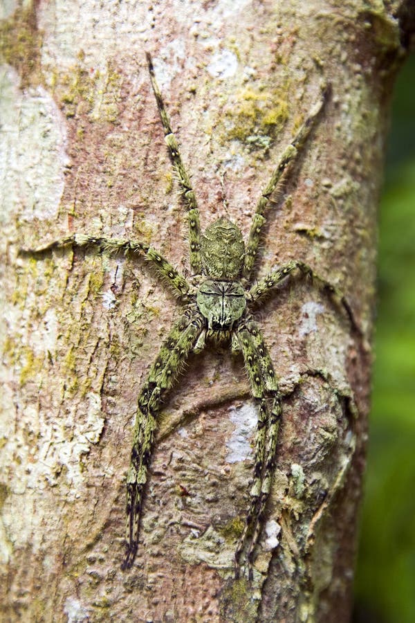 Giant Green Vietnamese Spider Stock Image - Image of national, natural ...