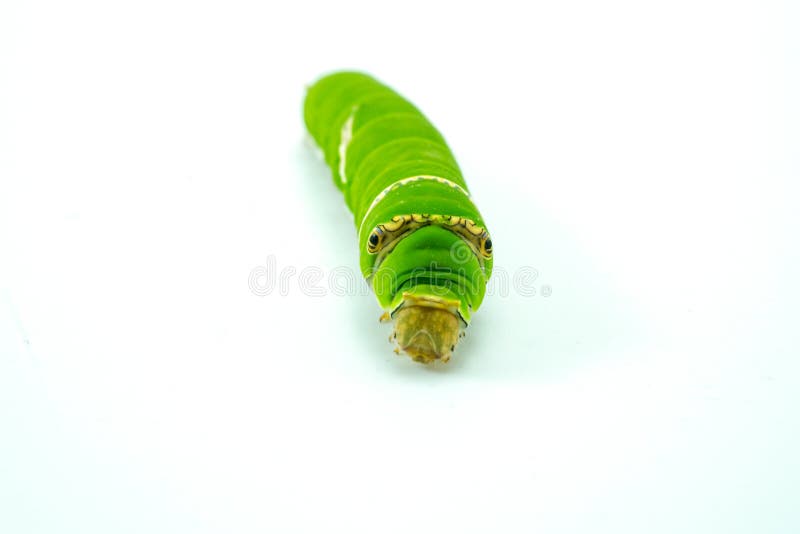 Giant green worm worm stock photo. Image of detail, close - 76666440