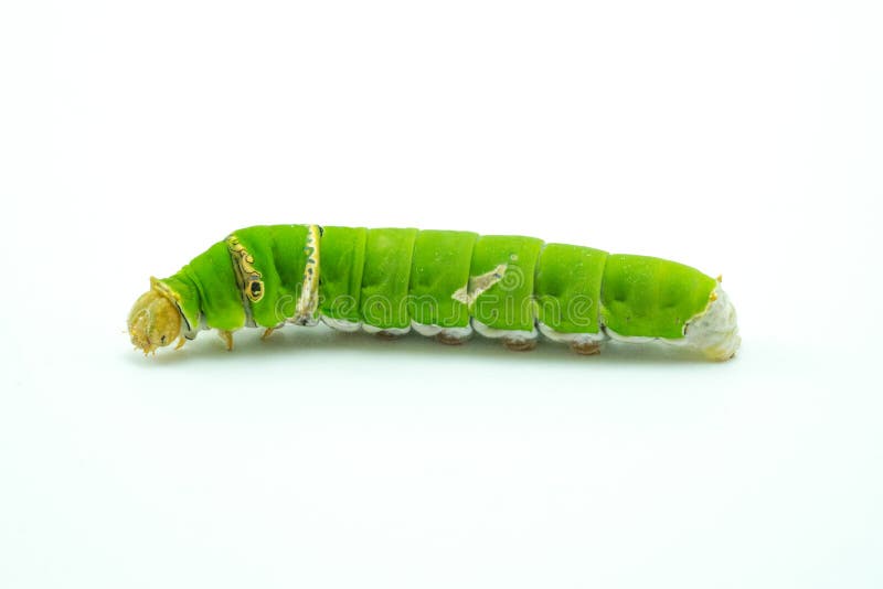 Giant green worm worm stock photo. Image of detail, close - 76666440