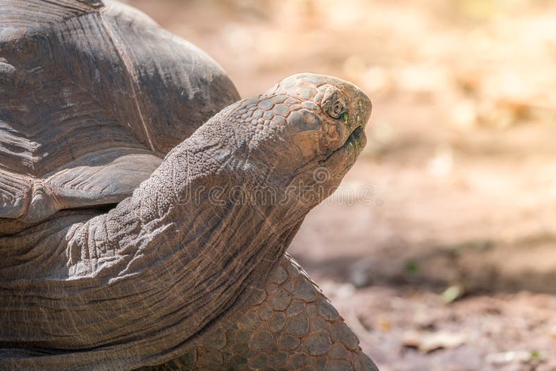 Giant Grey Tortoise Standing Stock Photo - Image of park, large: 86202540