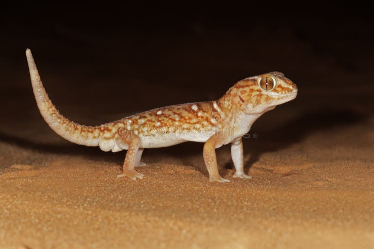 Giant ground gecko stock photo. Image of southern, giant - 22193840