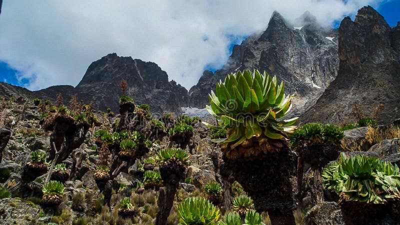 Giant Groundsels On Mount Kenya Stock Image - Image of scenic, giant ...