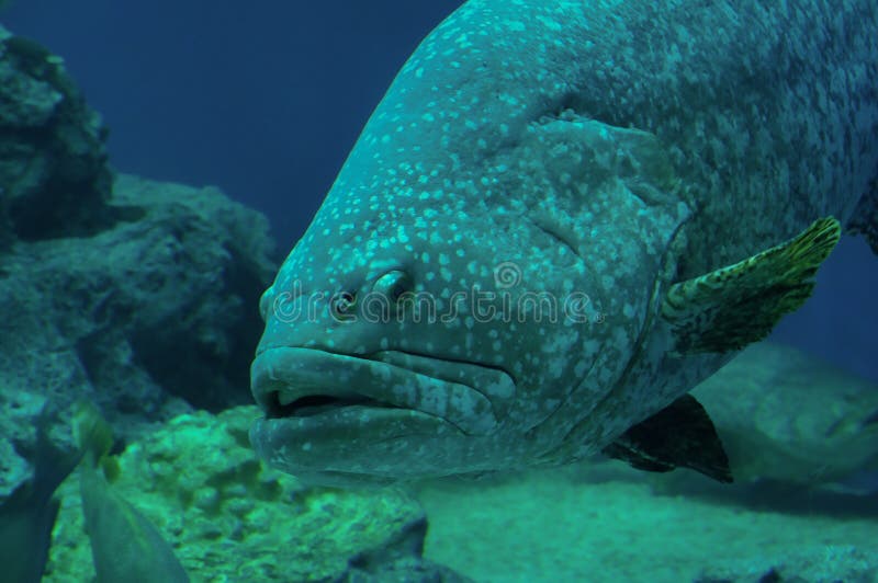 Square Grouper Fish Stock Photos - Free & Royalty-Free Stock Photos ...